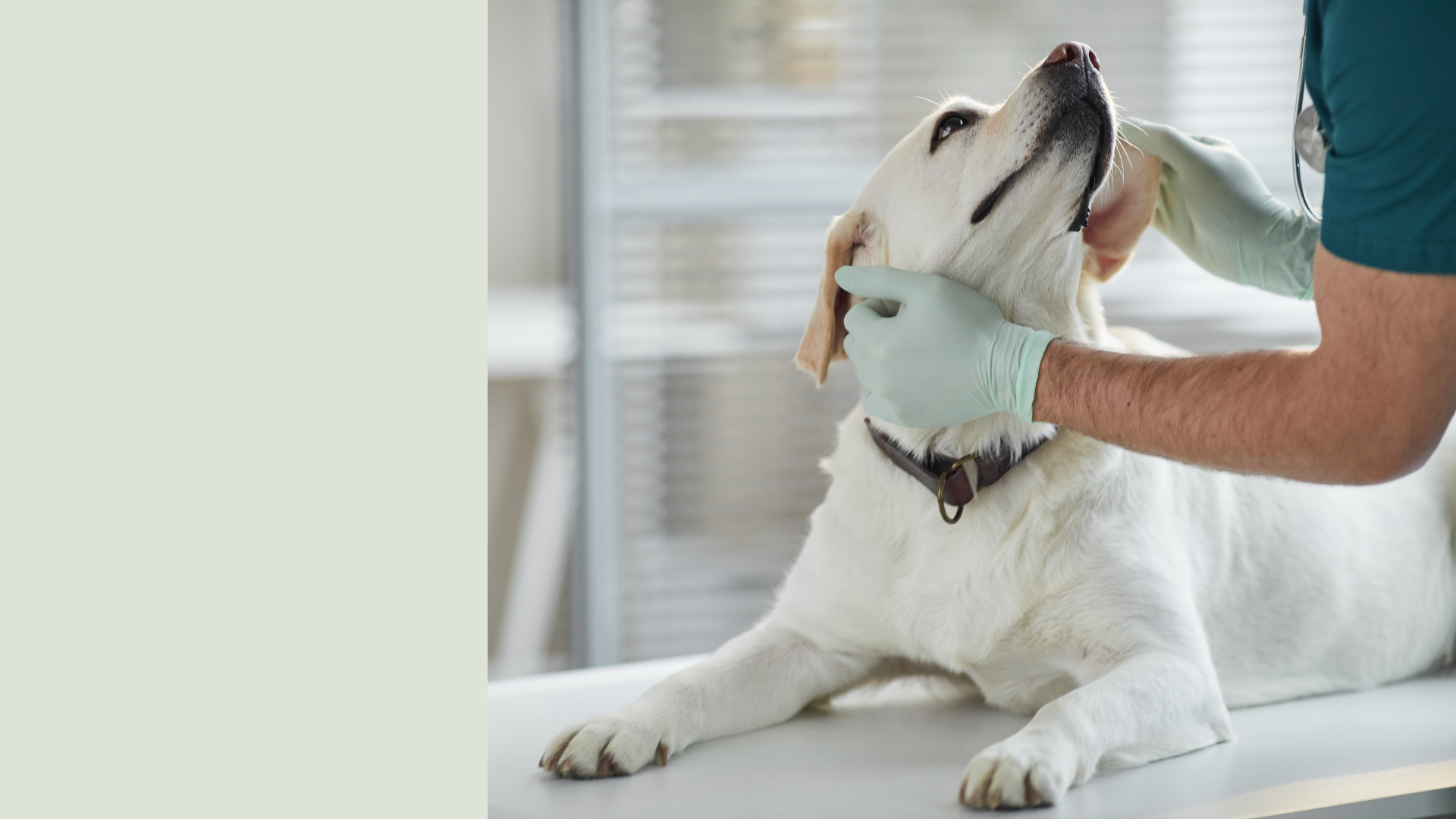 West Lafayette, IN 47906 Veterinary Services | West Lafayette ...